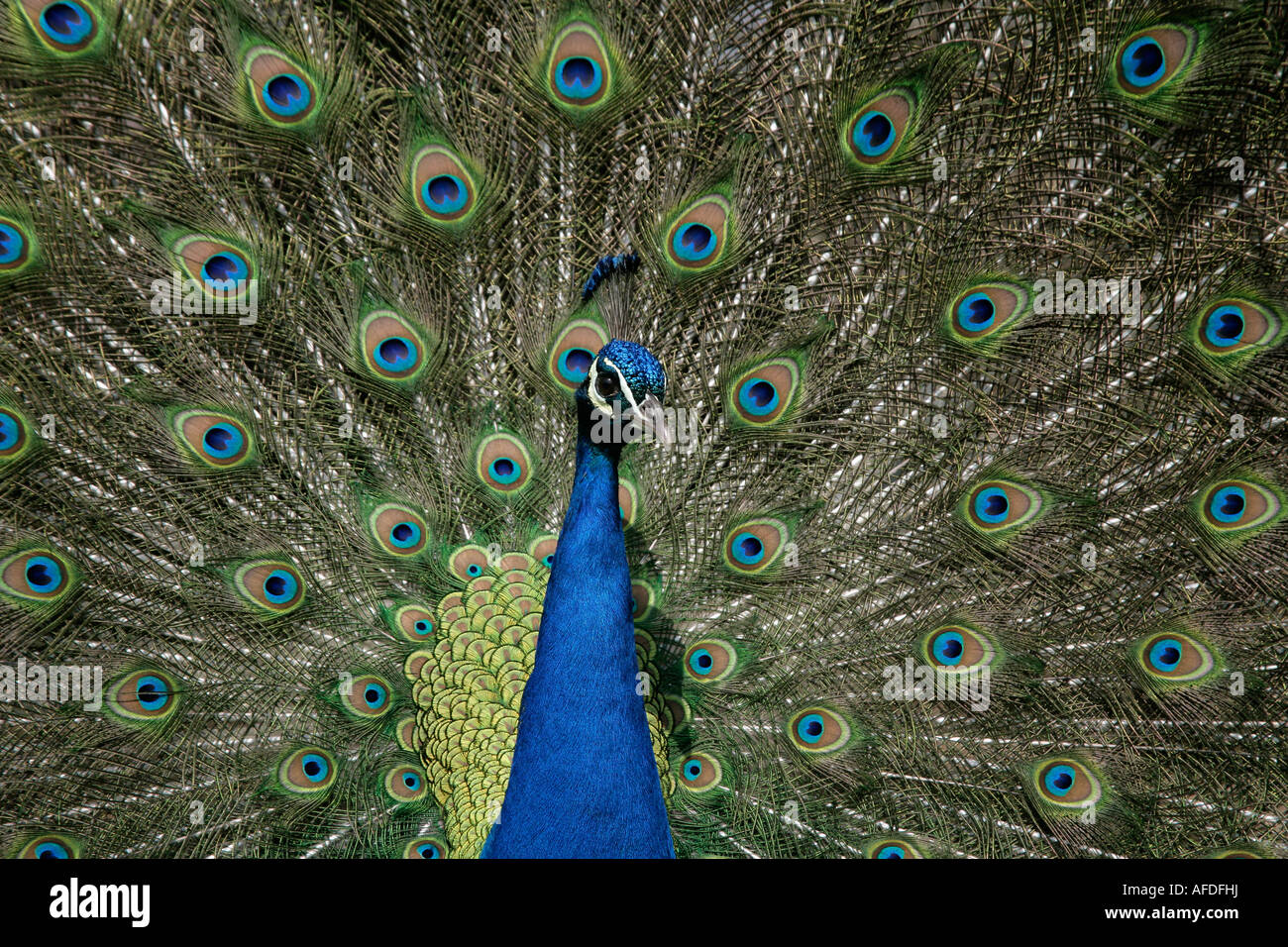 Peafowl Pavo cristatus Dorset Male Stock Photo - Alamy