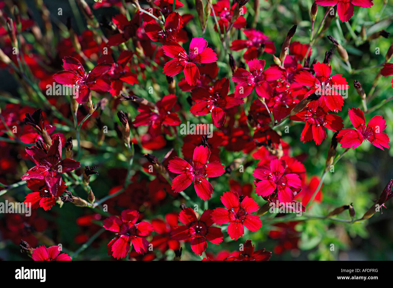 Semi close up of bright red dianthus flowers Perthshire Scotland UK ...