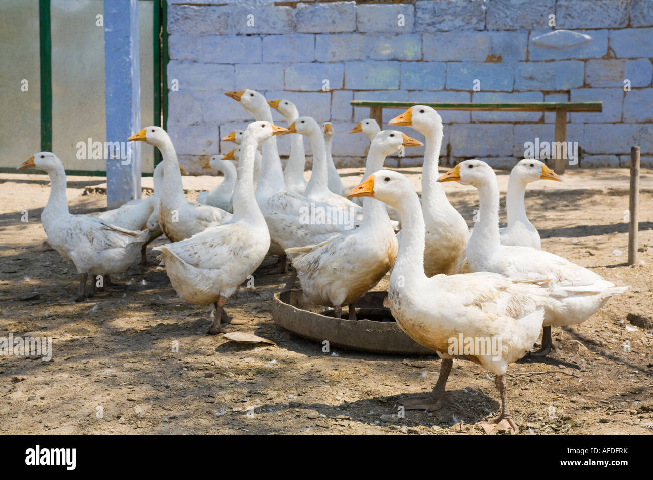 Ukrainian geese hi-res stock photography and images - Alamy