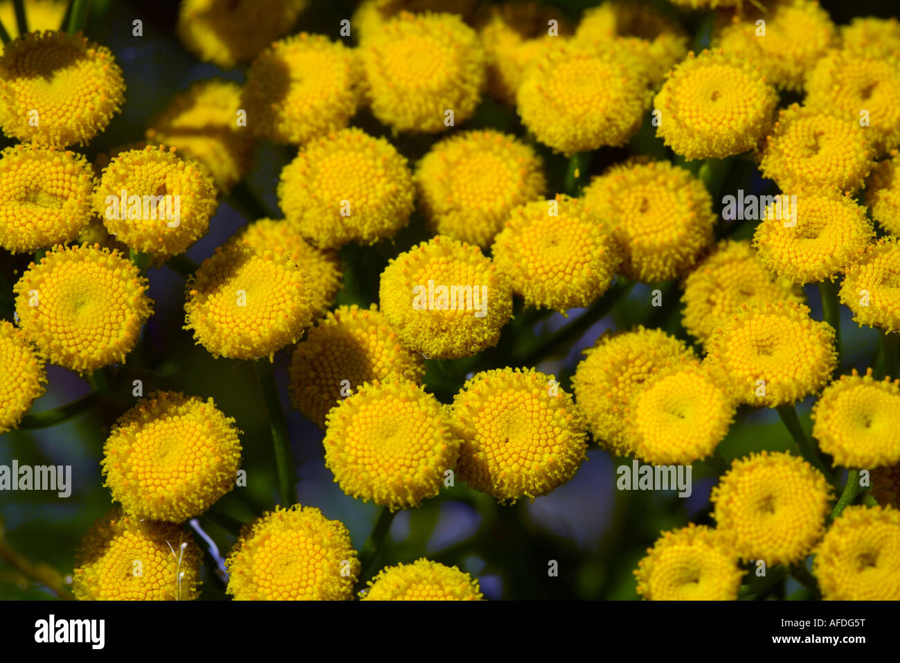 Flowers of tansy hi-res stock photography and images - Alamy