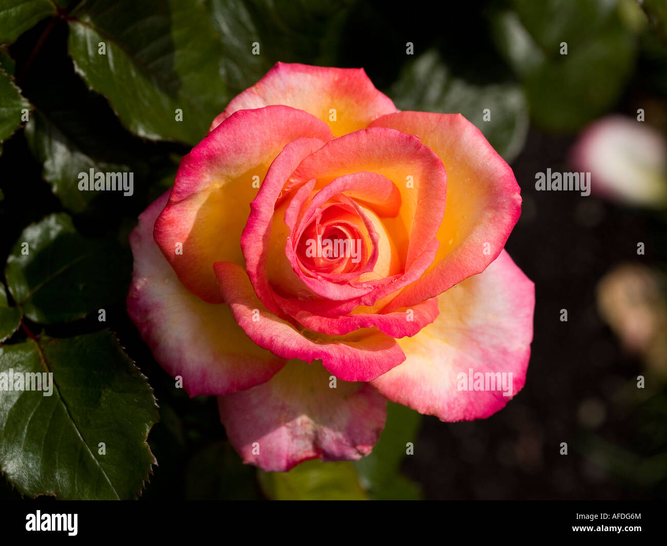 Coral pink and yellow variegated rose bloom Rosa Tropical Skies covered ...