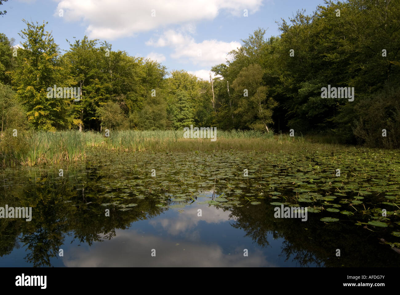 Burnham Beeches pond Stock Photo - Alamy