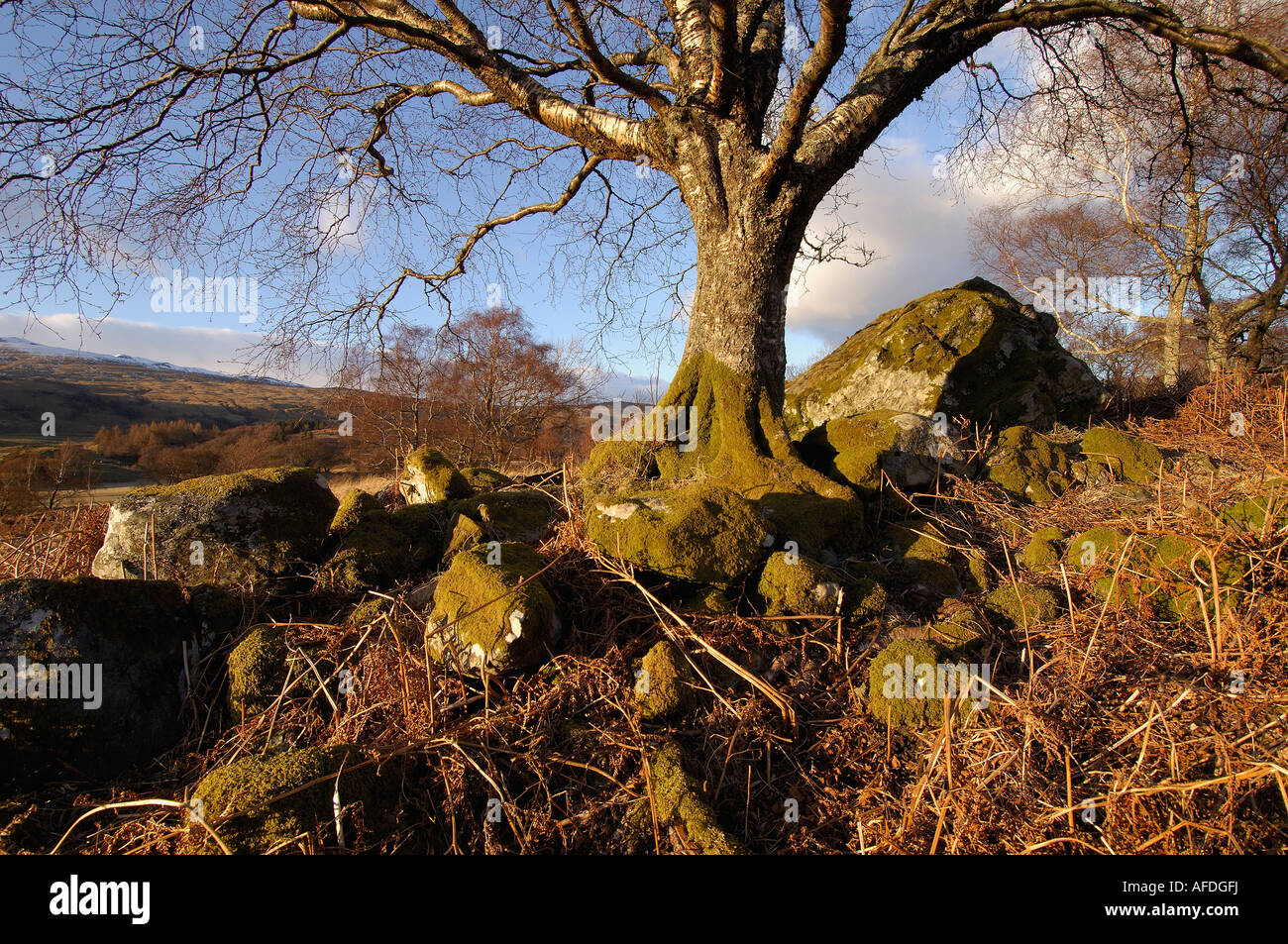 A lone tree stands amid boulders and bracken in a winter landscape lit ...