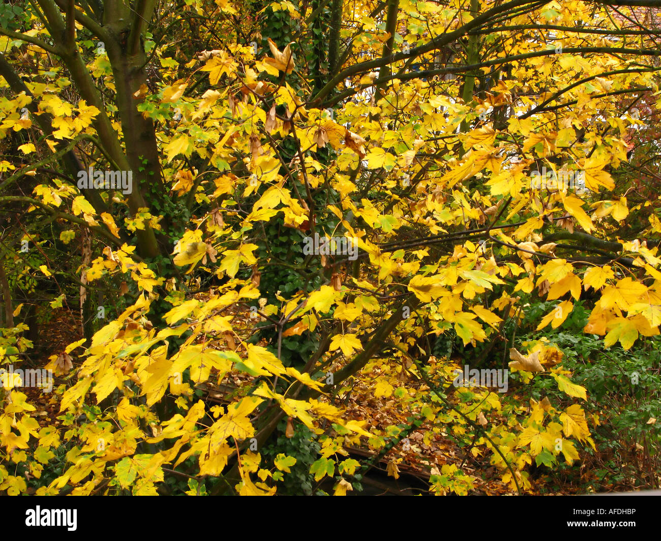 Maple tree with autumn foliage Stock Photo - Alamy