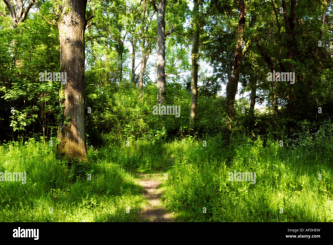 English woodland shot in early summer Stock Photo - Alamy