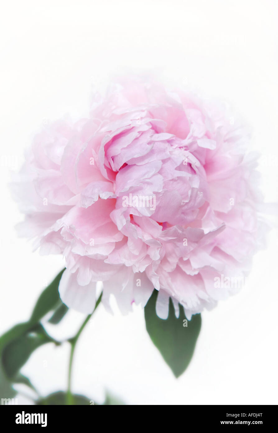 Pale pink Peony shot against a white background Stock Photo - Alamy