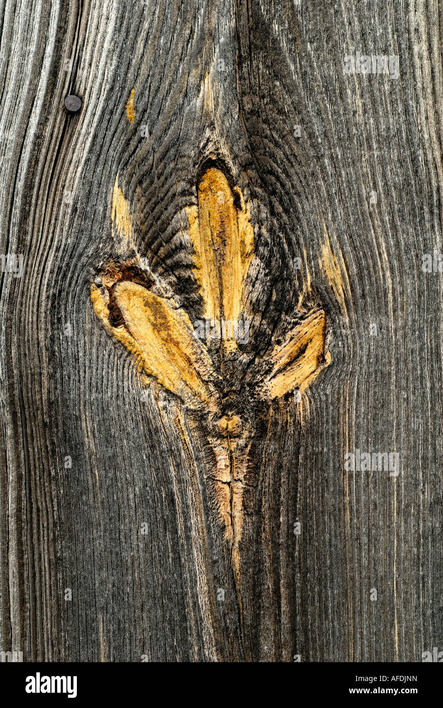 Knot in cut timber Stock Photo - Alamy