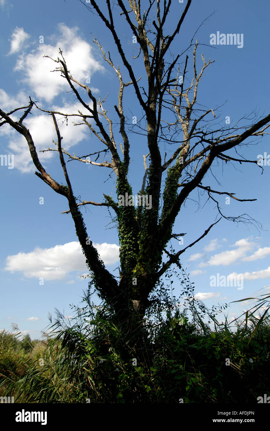 Dead Creeping Ivy High Resolution Stock Photography and Images - Alamy