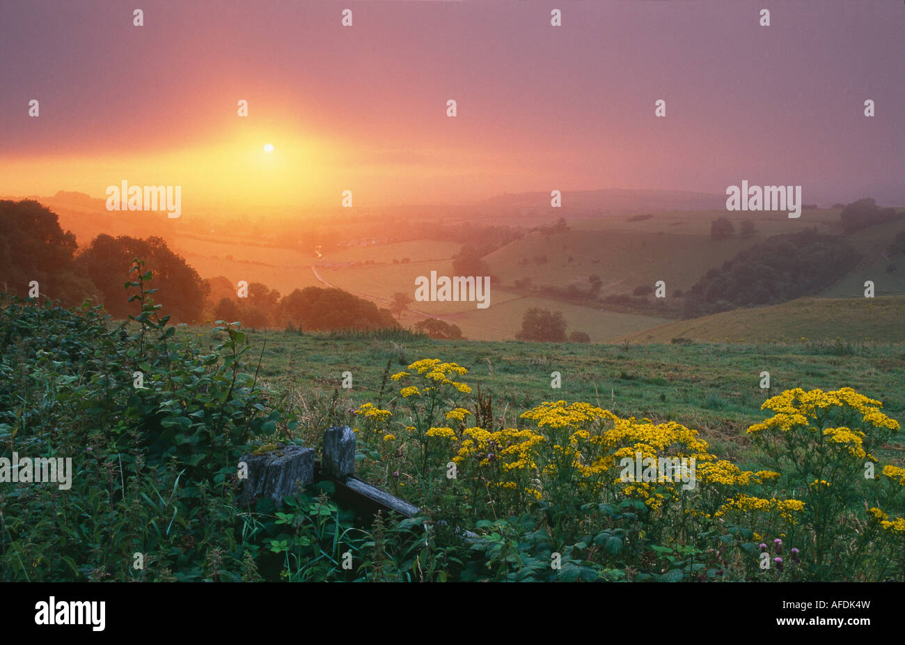 the countryside at dawn near Middlemarch, Dorset, England, UK Stock ...
