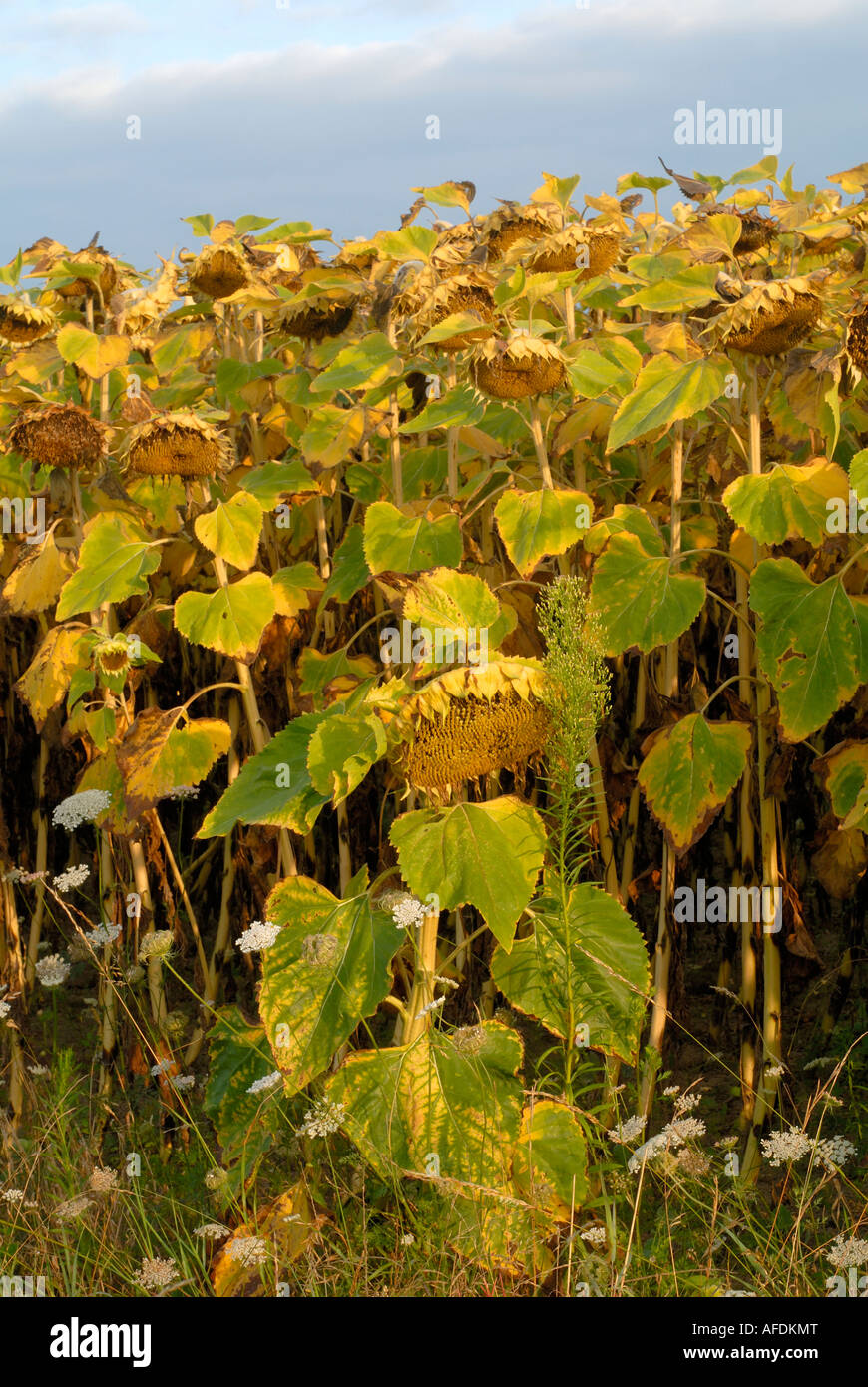 Sunflower crop ripening, Indre, France Stock Photo - Alamy