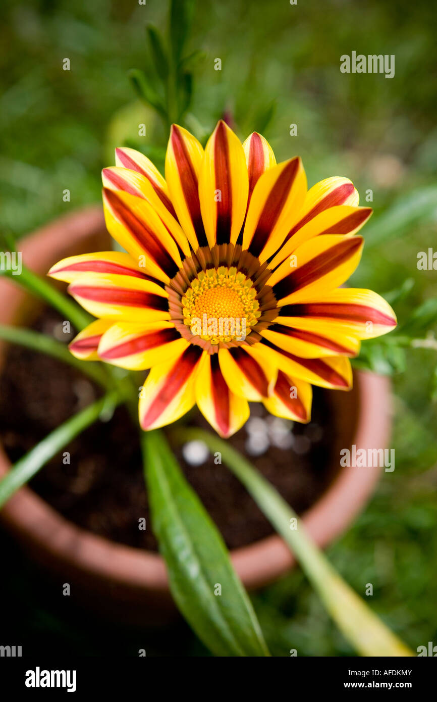 Gazania in pot hi-res stock photography and images - Alamy