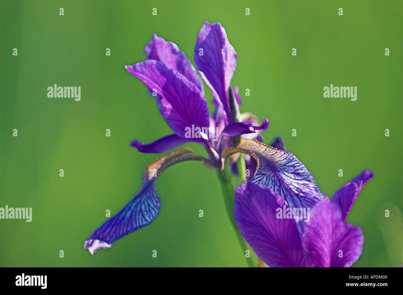 Eriskircher marsh hi-res stock photography and images - Alamy