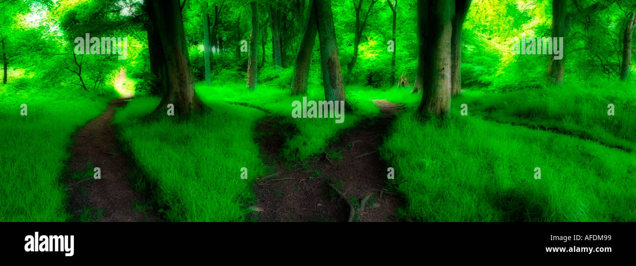Different paths in forest hi-res stock photography and images - Alamy
