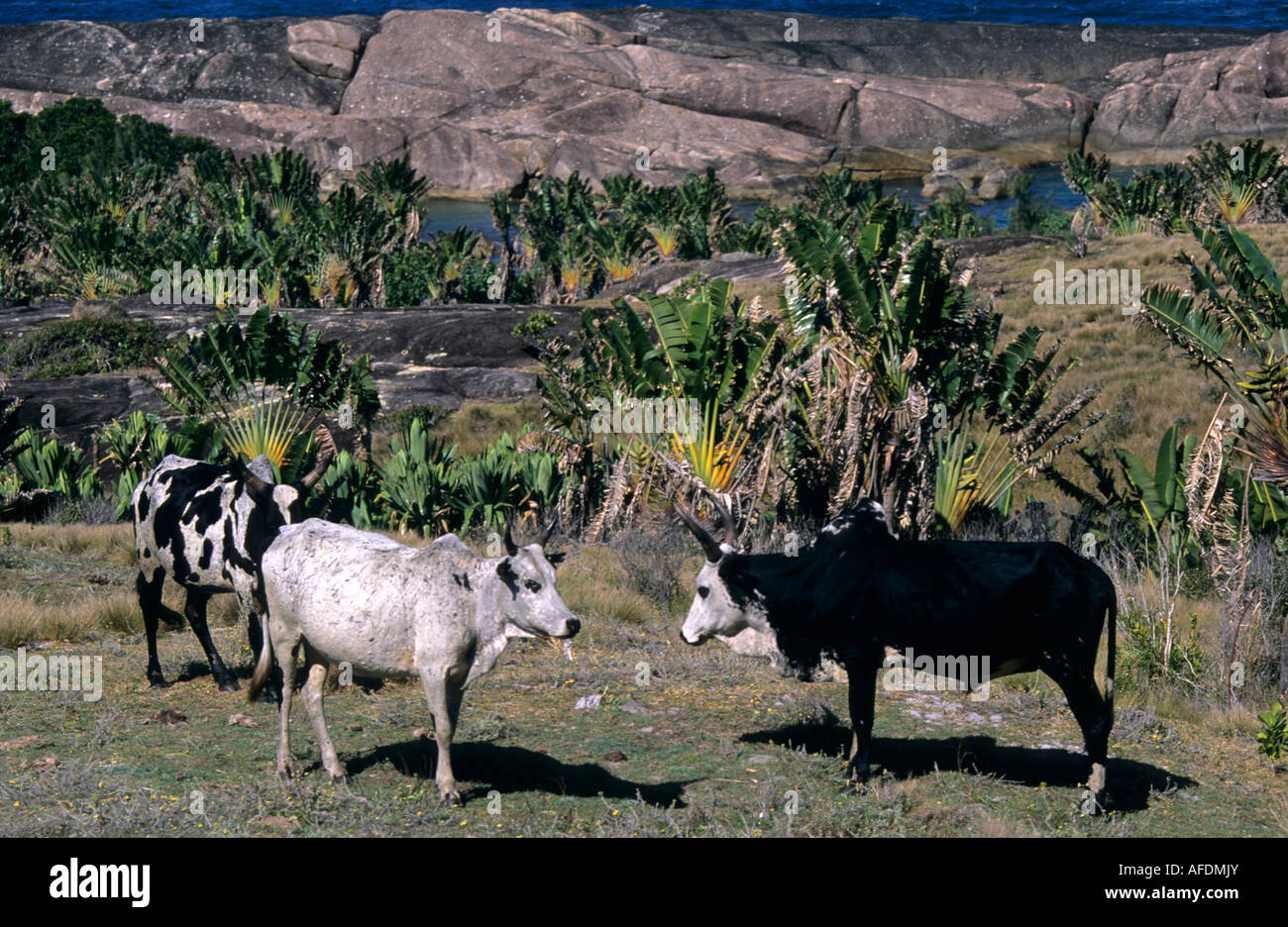 Small group of Zebus, Madagascar Stock Photo - Alamy