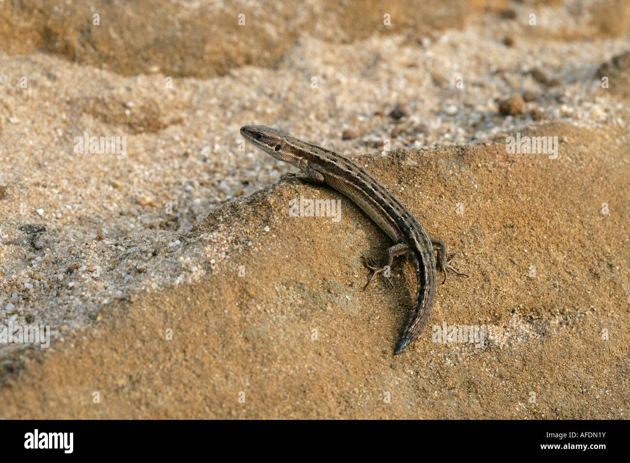 Common Lizard Lacerta vivipara Dorset Stock Photo - Alamy