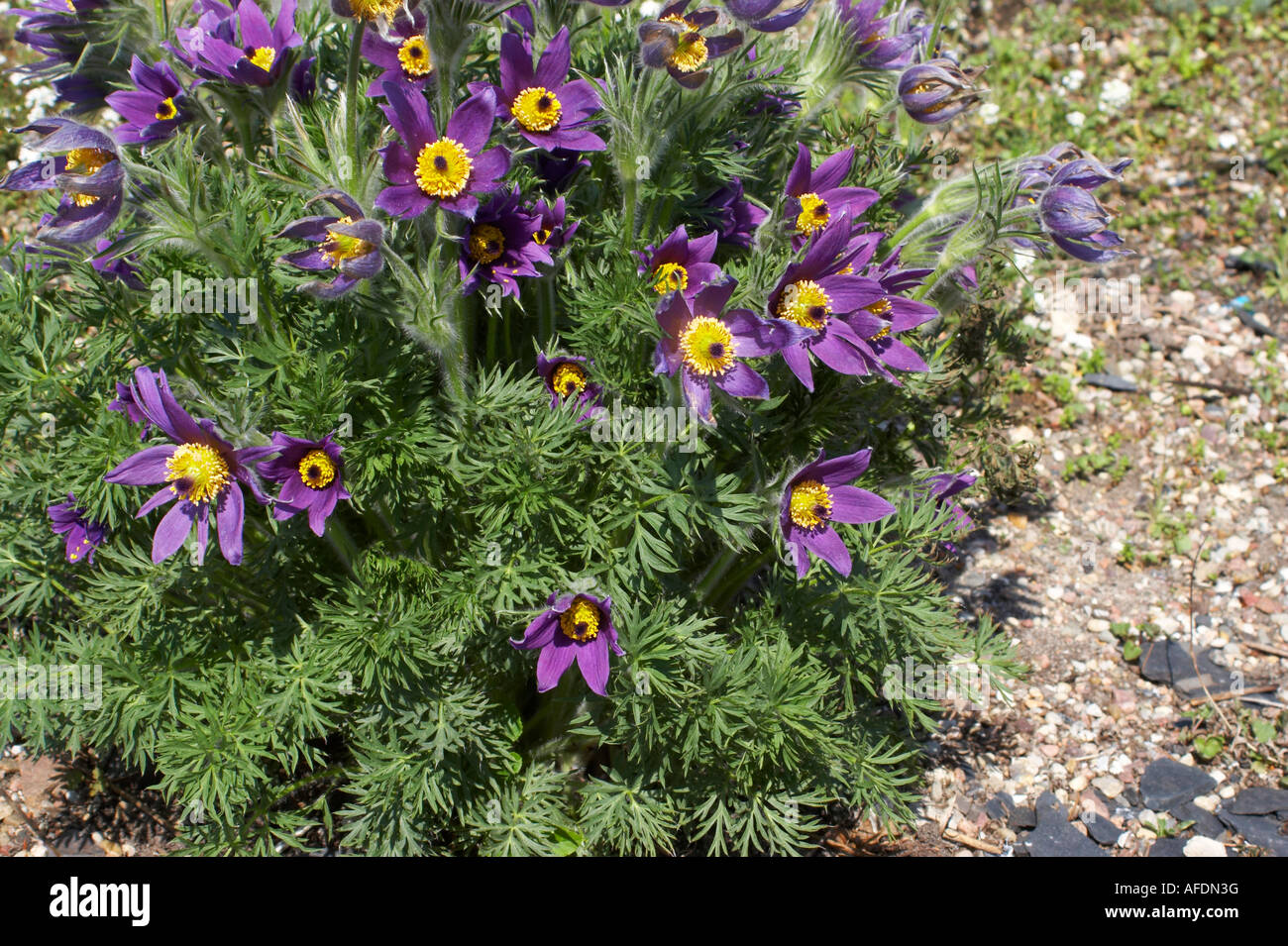 A pasque flower pasqueflower Pulsatilla halleri Stock Photo - Alamy