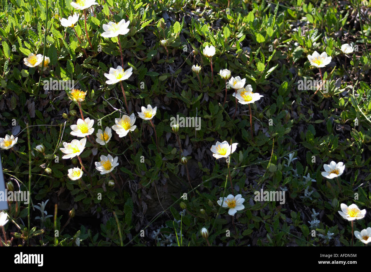 Dryas octopetala white dryas dryad Stock Photo - Alamy