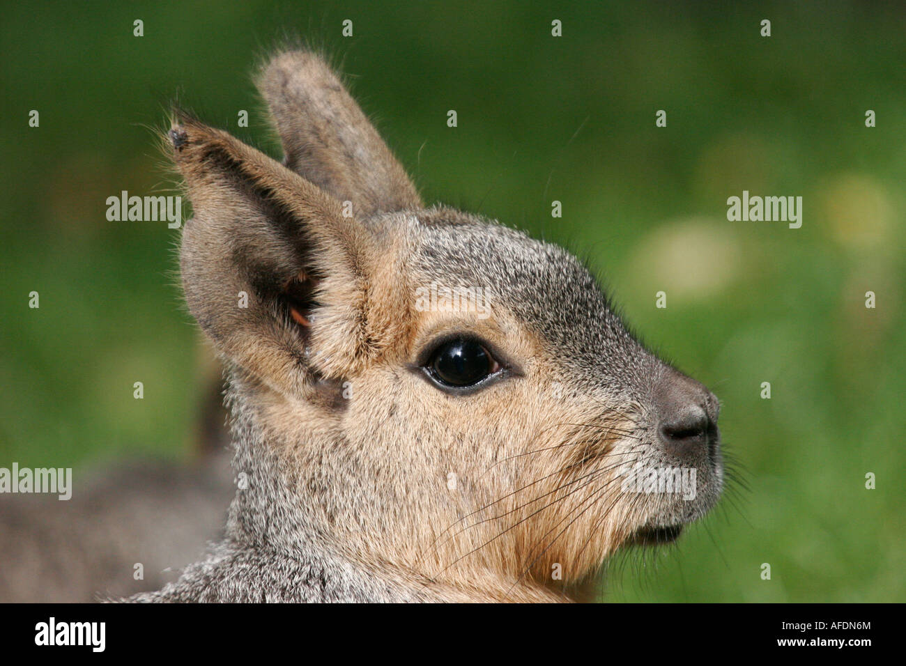 Patagonian Mara Deer