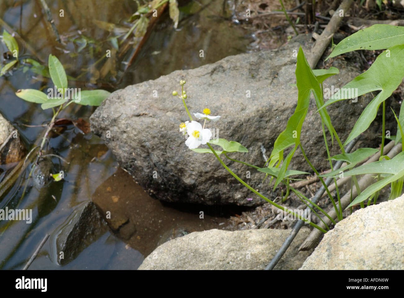 Sagittaria Latifolia Plant High Resolution Stock Photography and Images ...