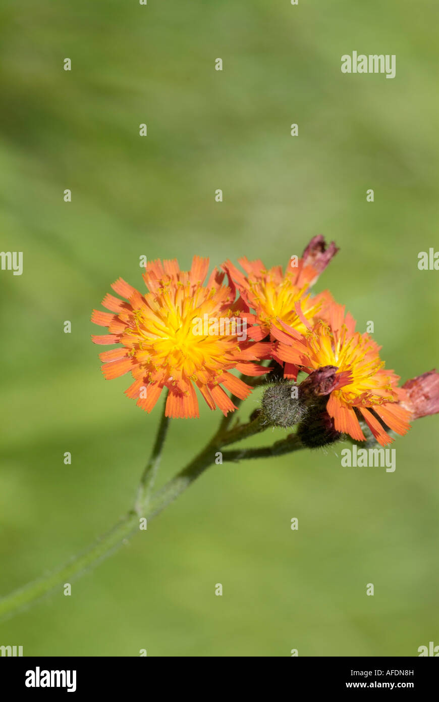 New england hawkweed hi-res stock photography and images - Alamy