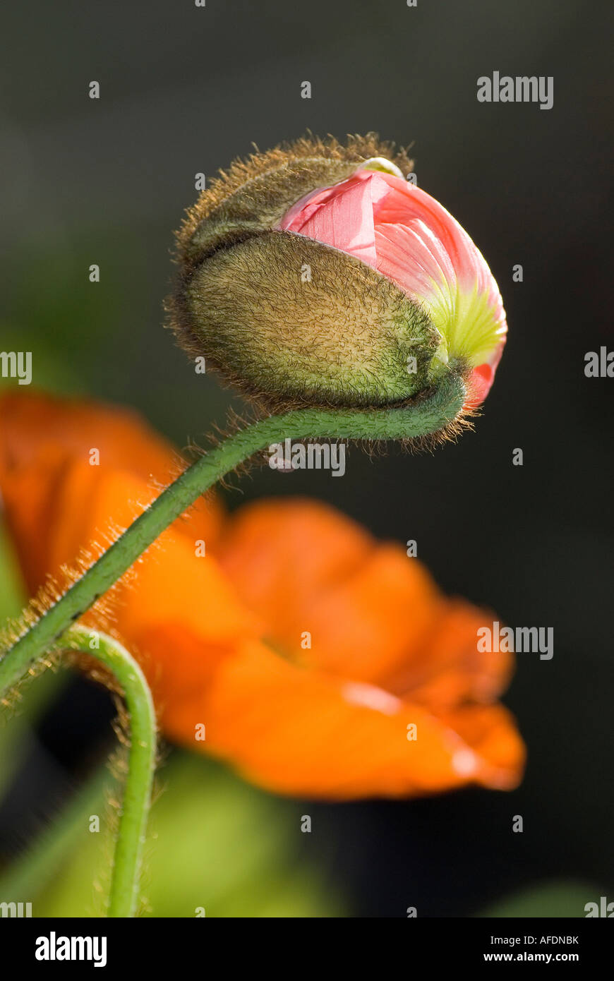 Bursting bud hi-res stock photography and images - Alamy