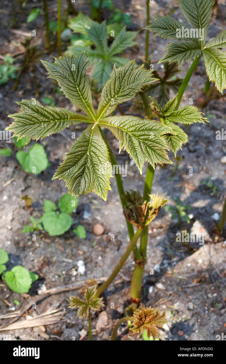 Rodgersia aesculifolia hi-res stock photography and images - Alamy