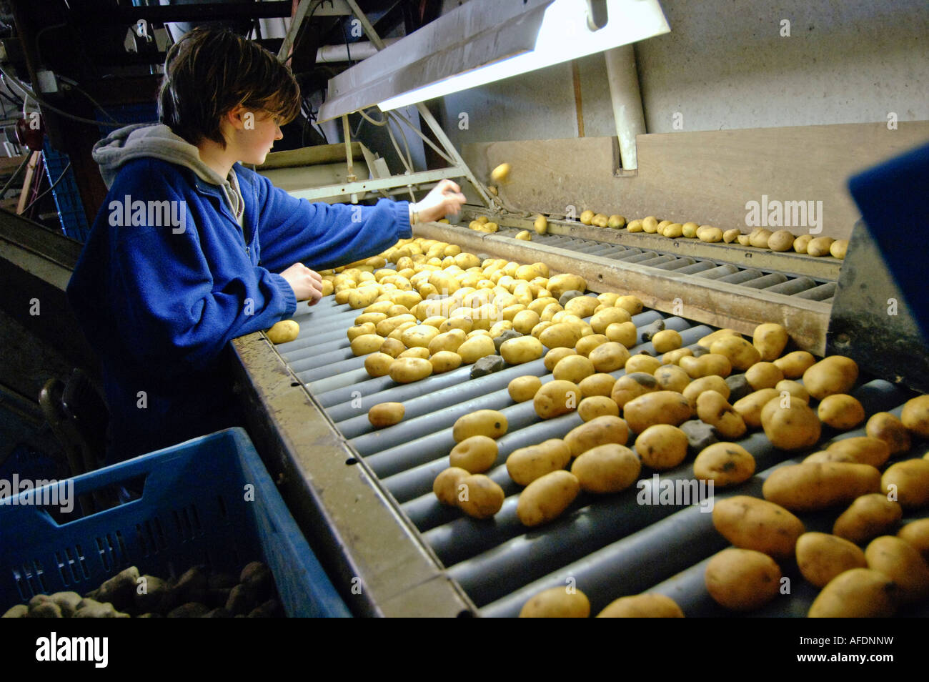 Potato grading machine hi-res stock photography and images - Alamy