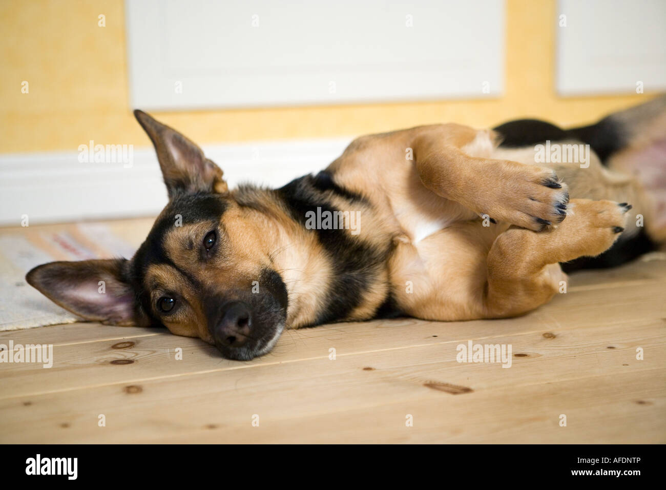 Dog taking a nap on the floor Stock Photo - Alamy
