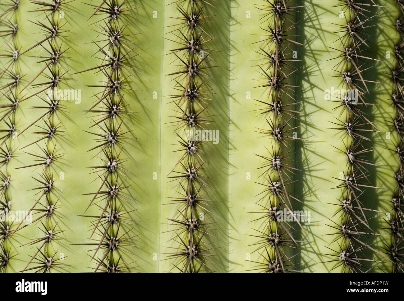 Closeup of cactus spines Stock Photo - Alamy