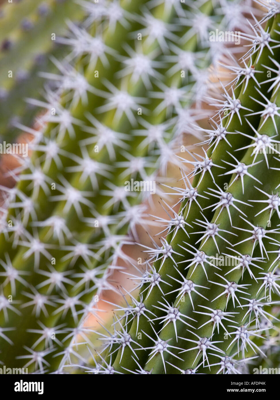 Closeup of cactus spines Stock Photo - Alamy