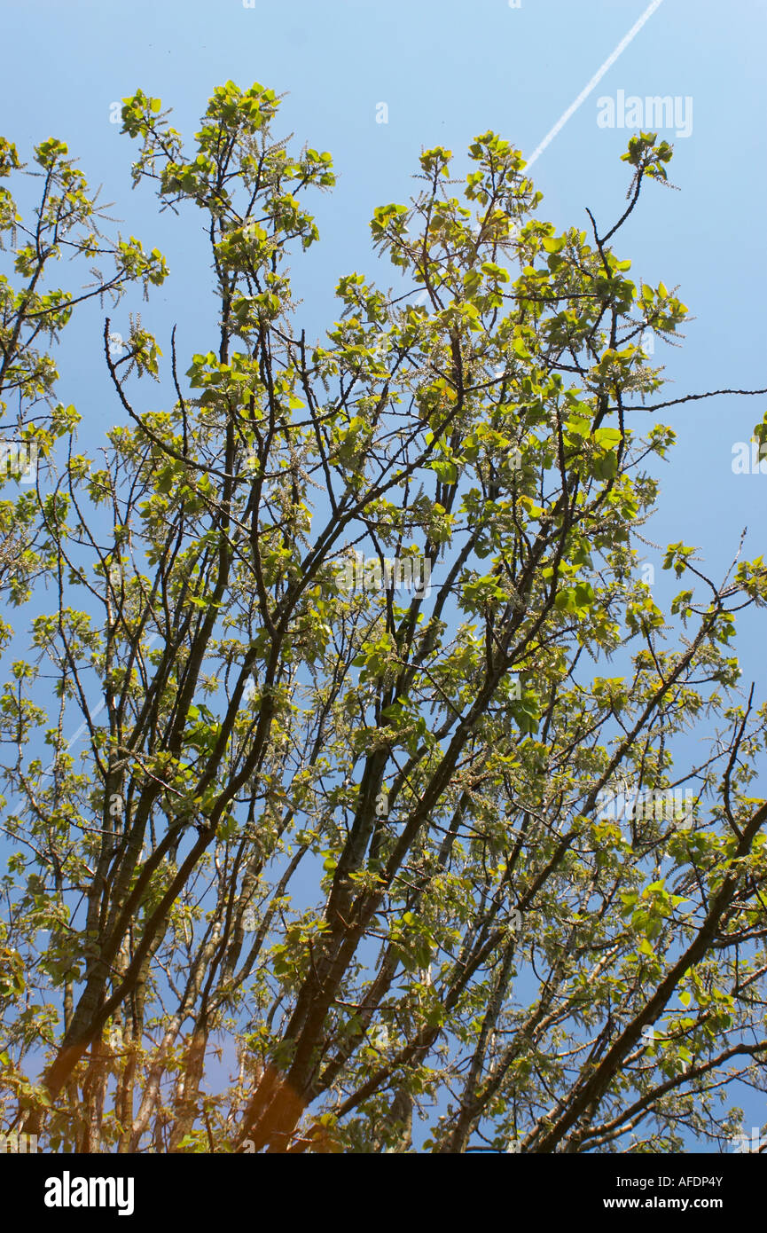 Populus wilsonii Wilson's Poplar Stock Photo - Alamy