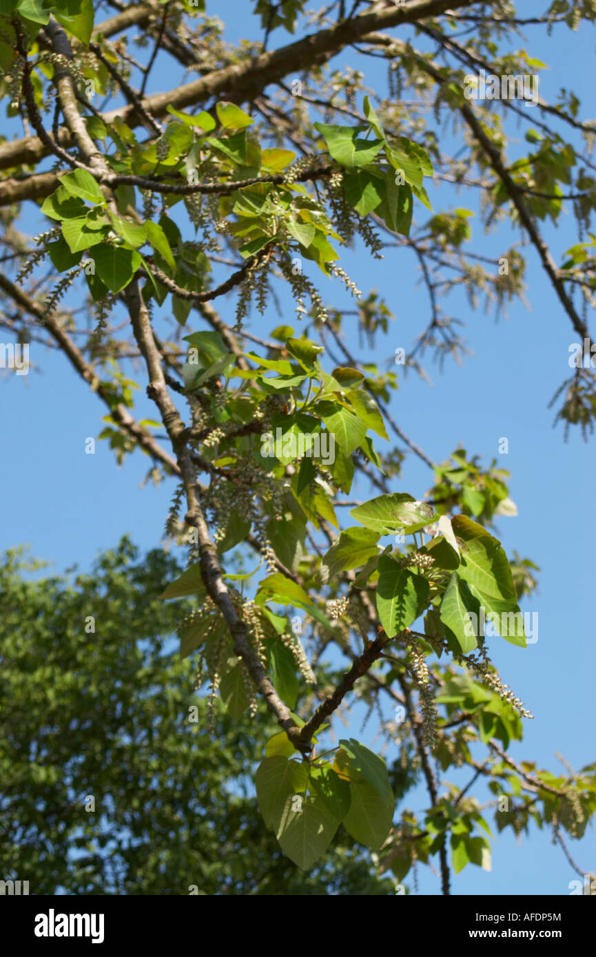 Populus wilsonii Wilson's Poplar Stock Photo - Alamy