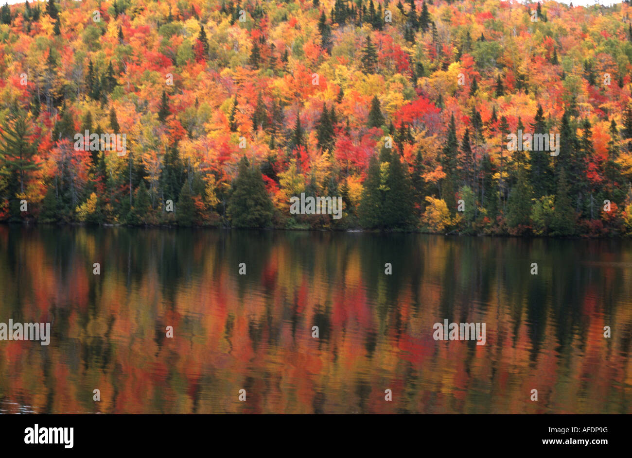 In Quebec the vivid dramatic colors of Autumn leaves draws huge crowds ...