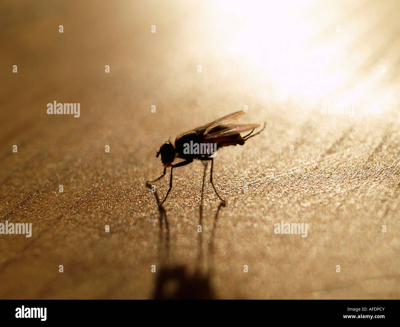 Insects die hi-res stock photography and images - Alamy