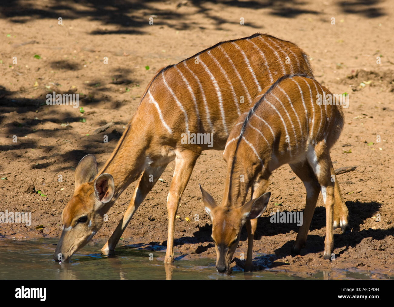 Nyala female hi-res stock photography and images - Alamy
