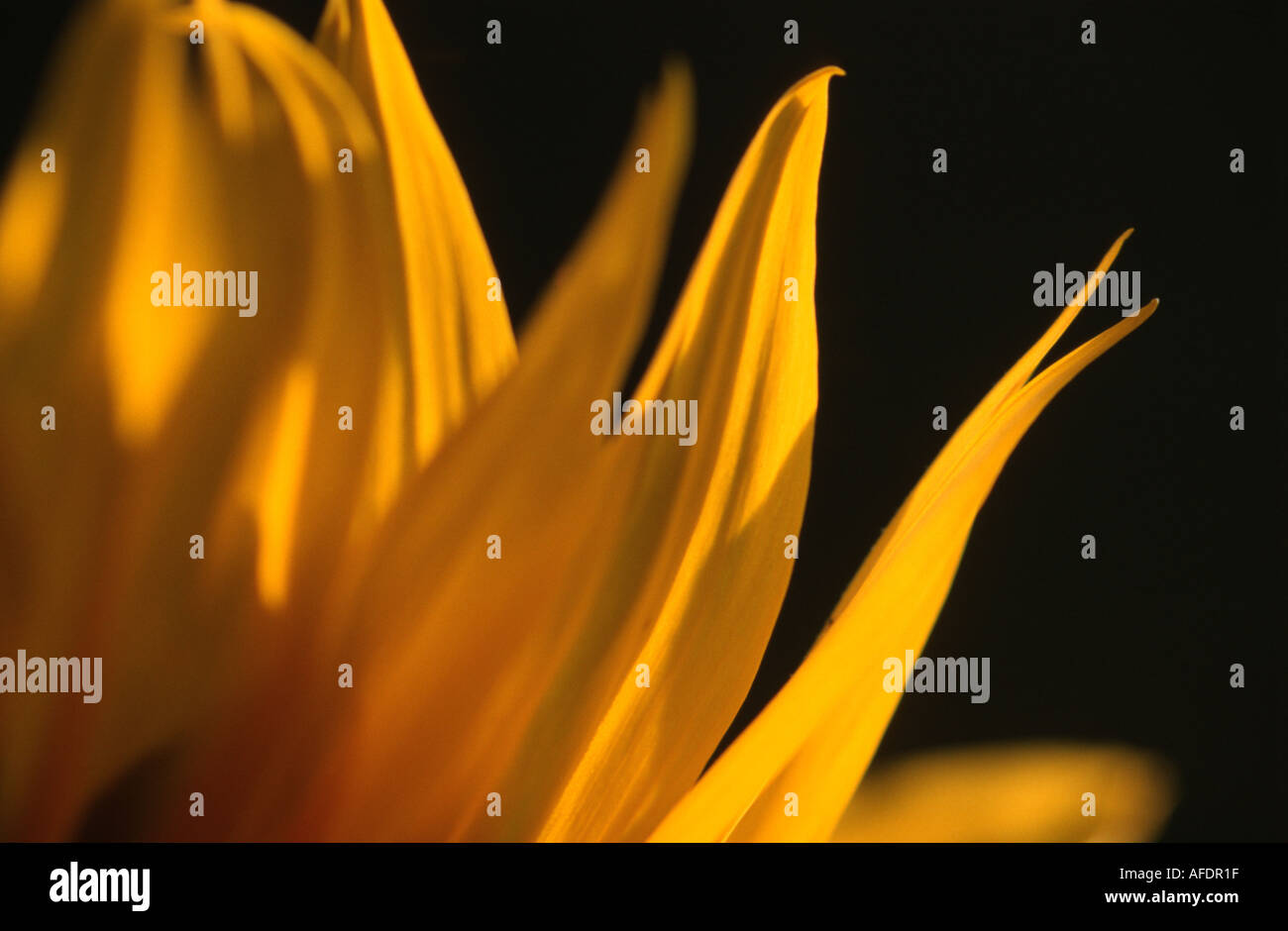 Detail of sunflower (Helianthus annuus) petals Stock Photo - Alamy