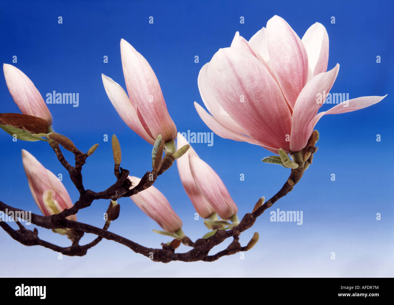 Still life magnolia hi-res stock photography and images - Alamy