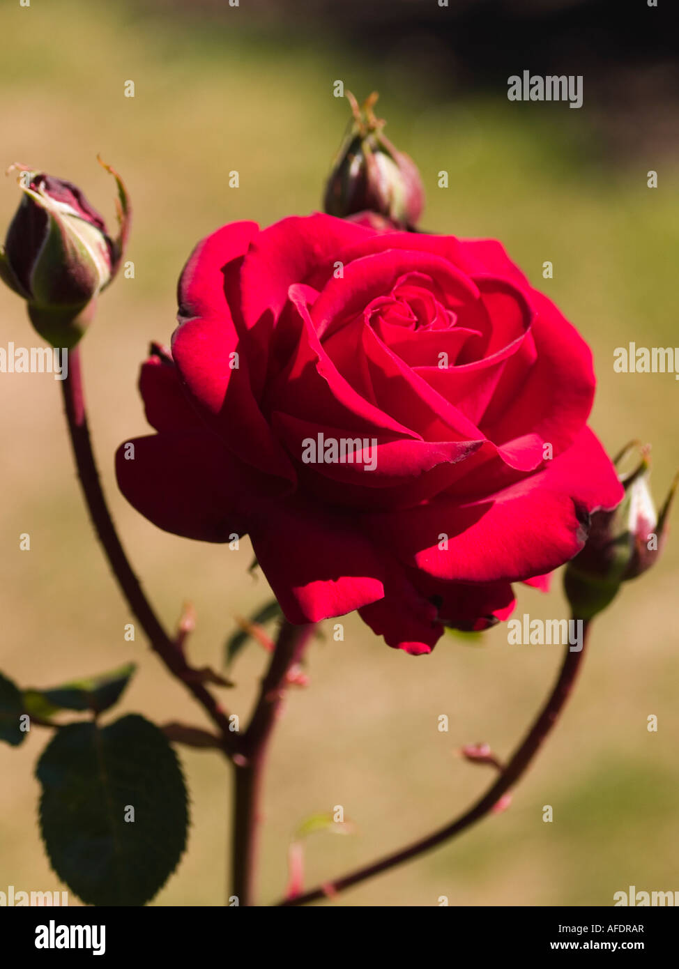 Deep velvety red rose flower and rose buds Rosa Ingrid Bergman Stock ...