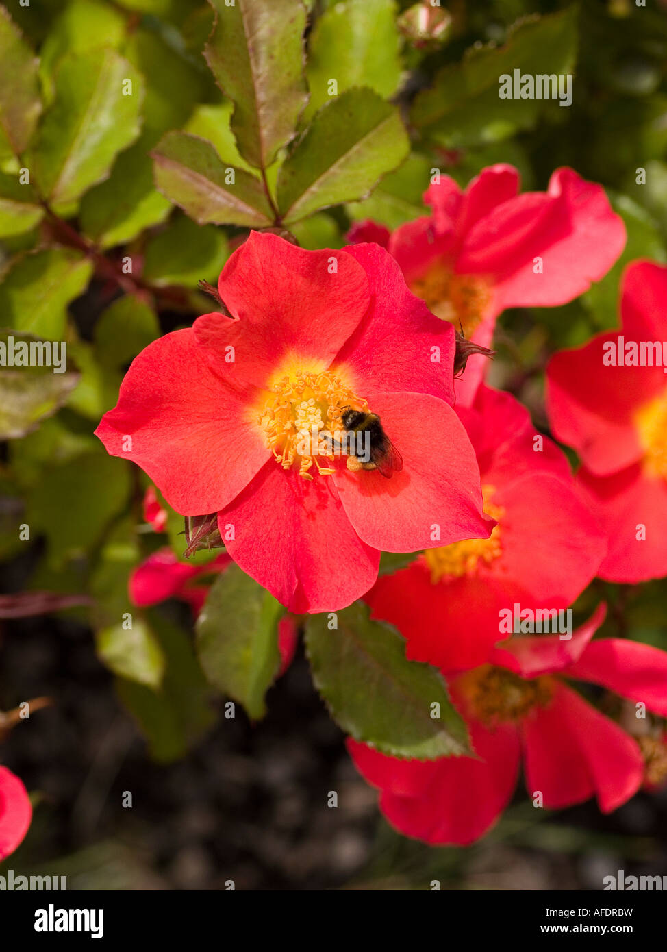 Mass of fiery orange red rose blooms and leaves showing anthers and bee ...