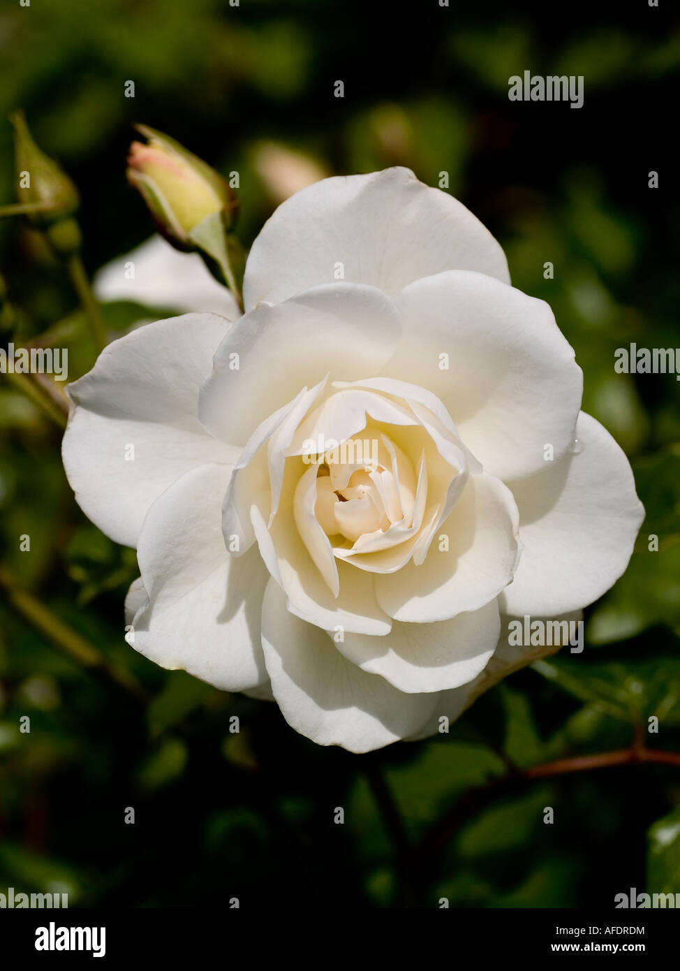 White rose flower with rosebud Rosa Iceberg Stock Photo - Alamy