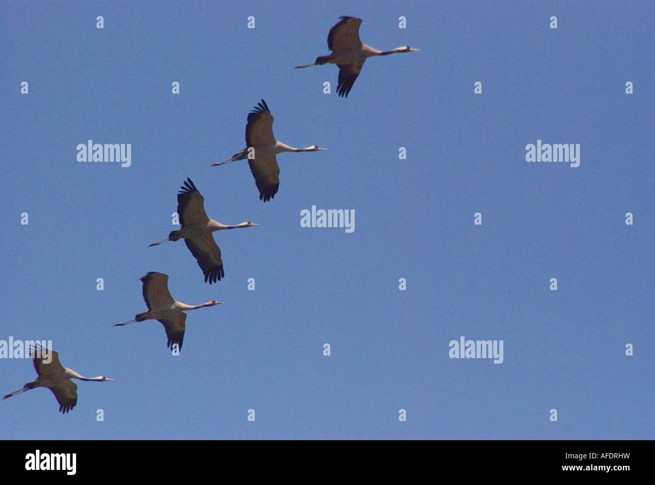 common cranes flying in formation at thol lake Stock Photo - Alamy