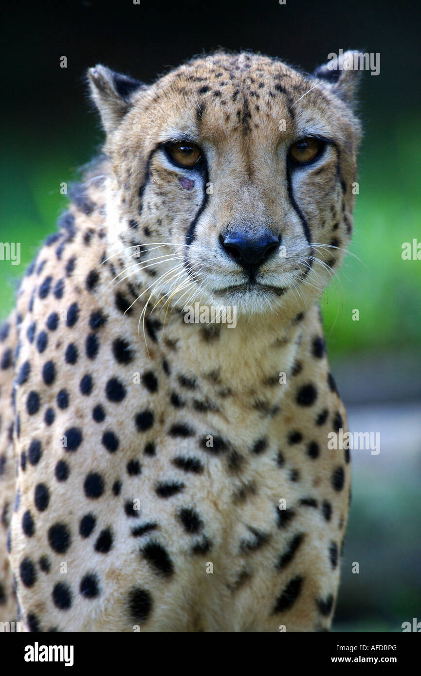 King cheetahs hi-res stock photography and images - Alamy