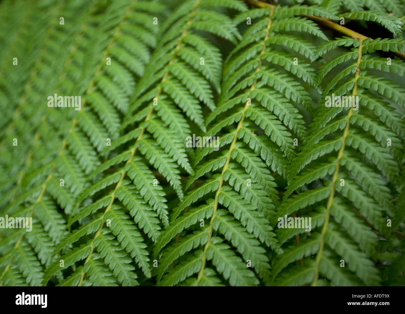 Close up of Fern Stock Photo - Alamy