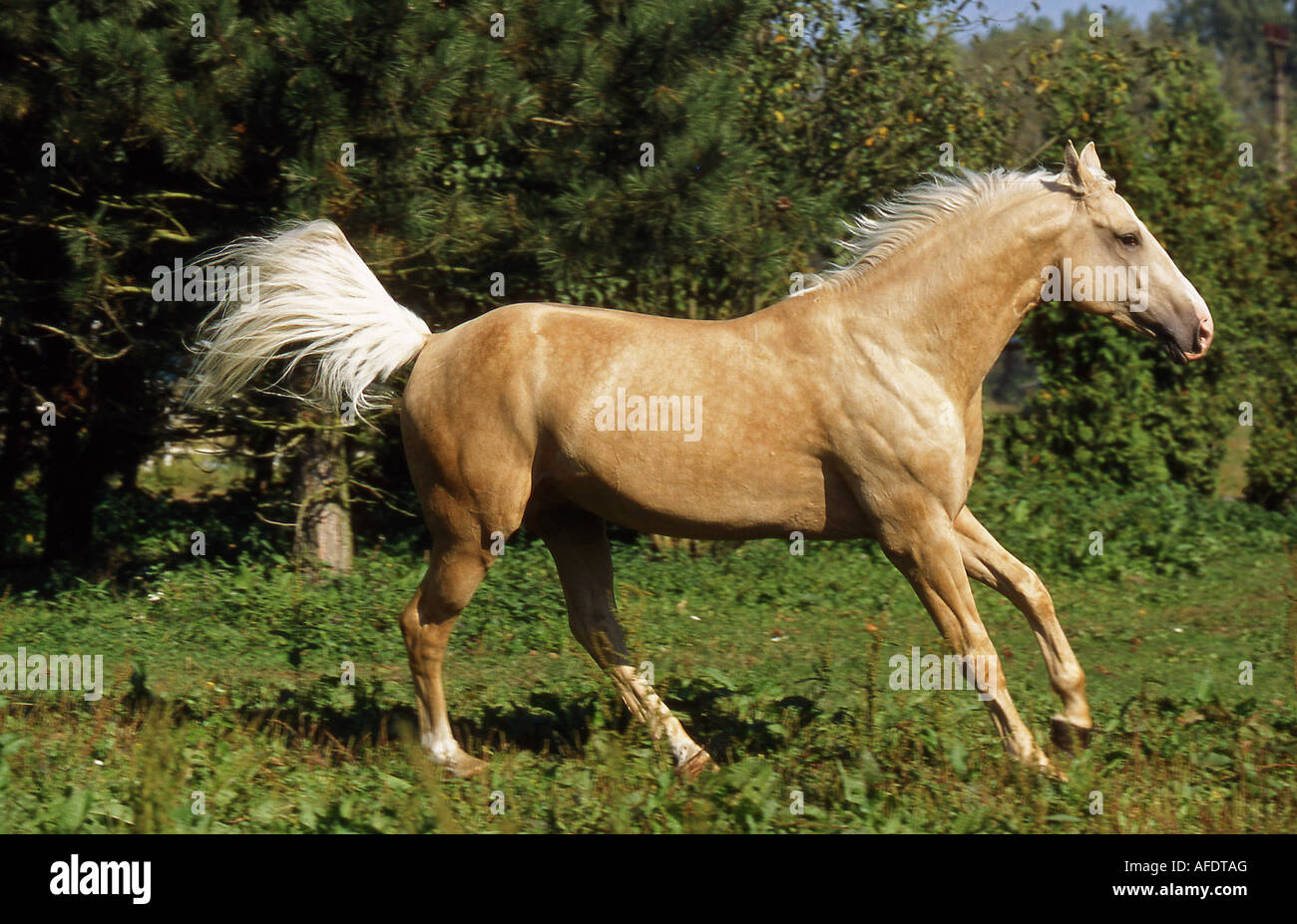 Kinsky horse - walking on meadow Stock Photo - Alamy