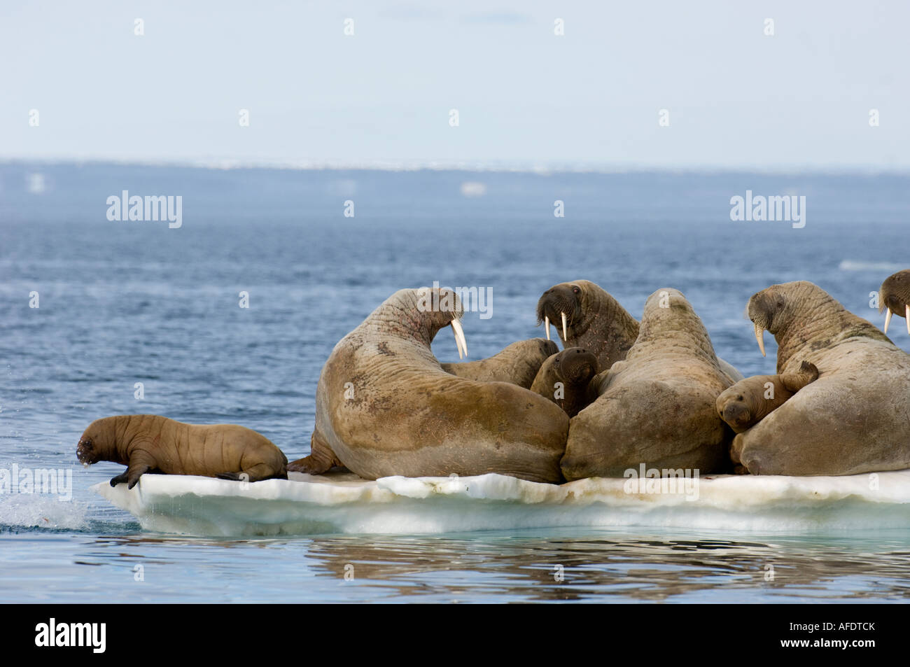 Female walrus hi-res stock photography and images - Alamy