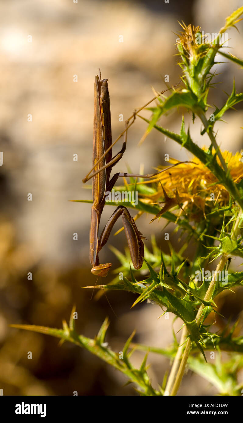 Thistle mantis hi-res stock photography and images - Alamy