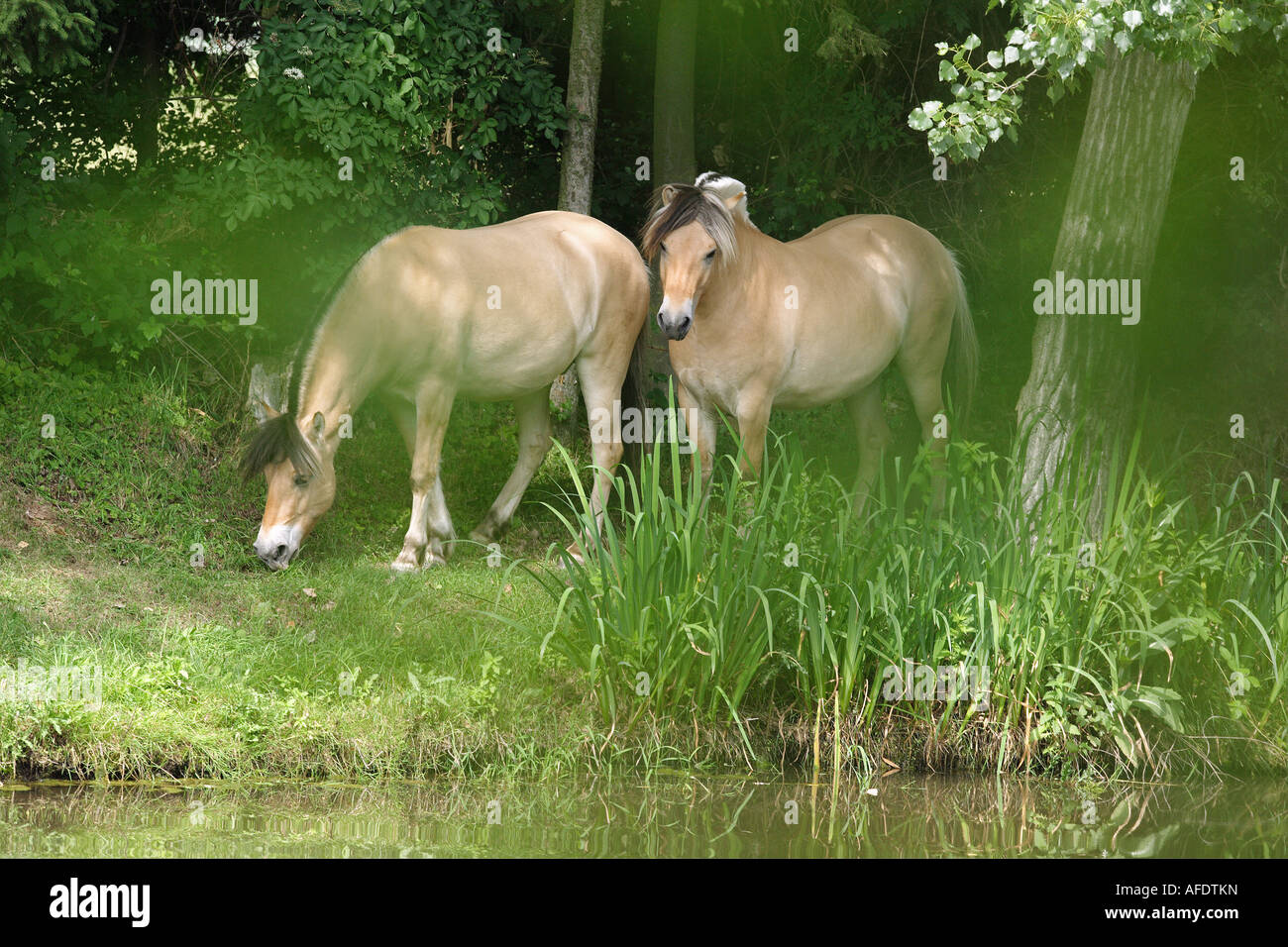 Norwegian Fjord Horse Grazing Stock Photos & Norwegian Fjord Horse ...