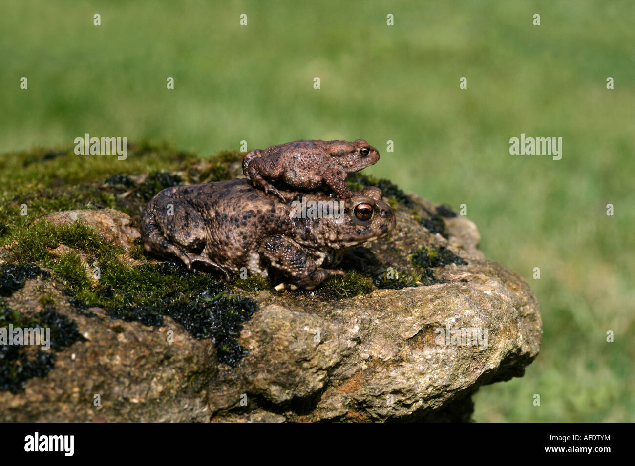 Common toad Bufo bufo Wiltshire Stock Photo - Alamy
