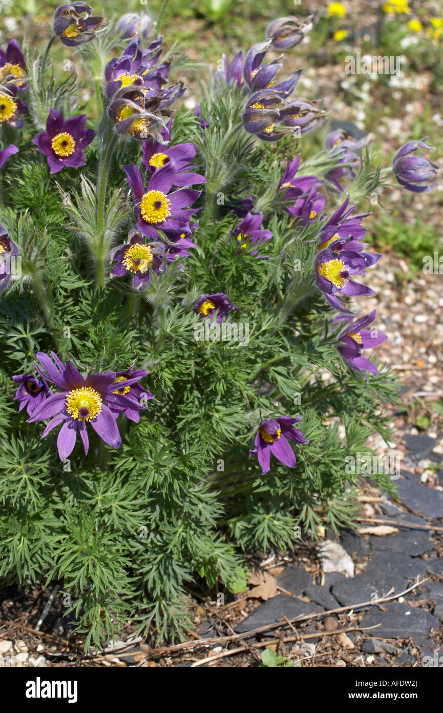 A pasque flower pasqueflower Pulsatilla halleri Stock Photo - Alamy