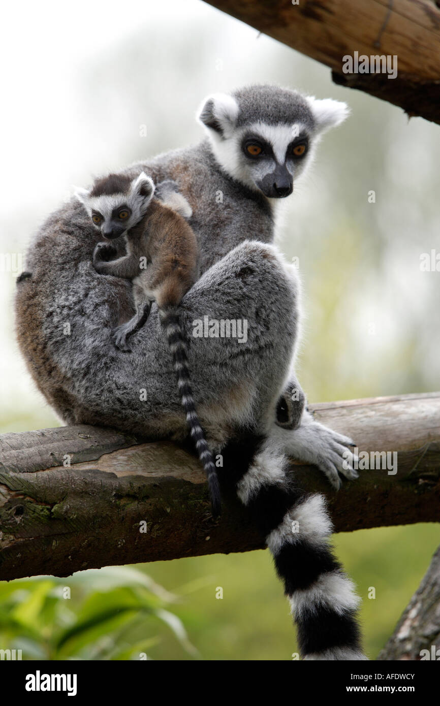 Lemur catta cub hi-res stock photography and images - Alamy